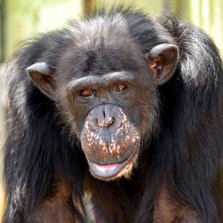 Primarily Primates primarily-primates