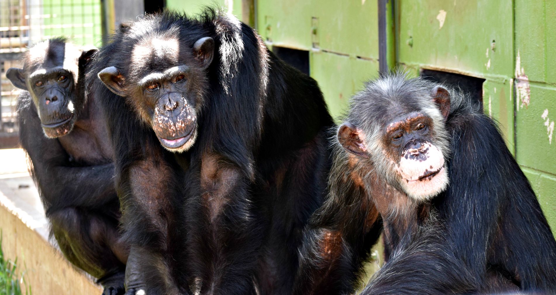 Primarily Primates